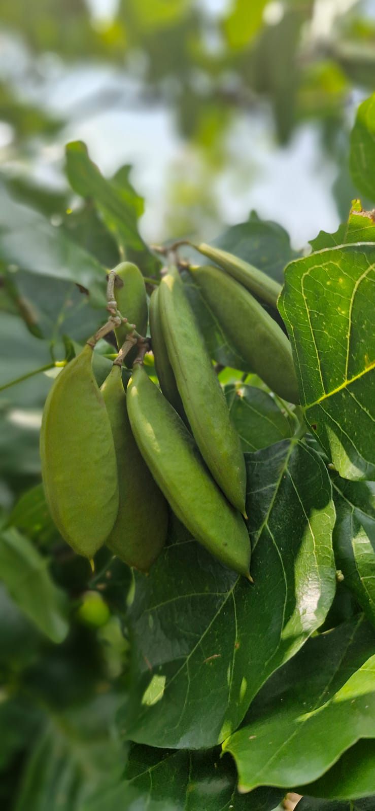 Perkebunan Pongamia pinnata – Pongamia Indonesia | Energi Hijau Masa Depan