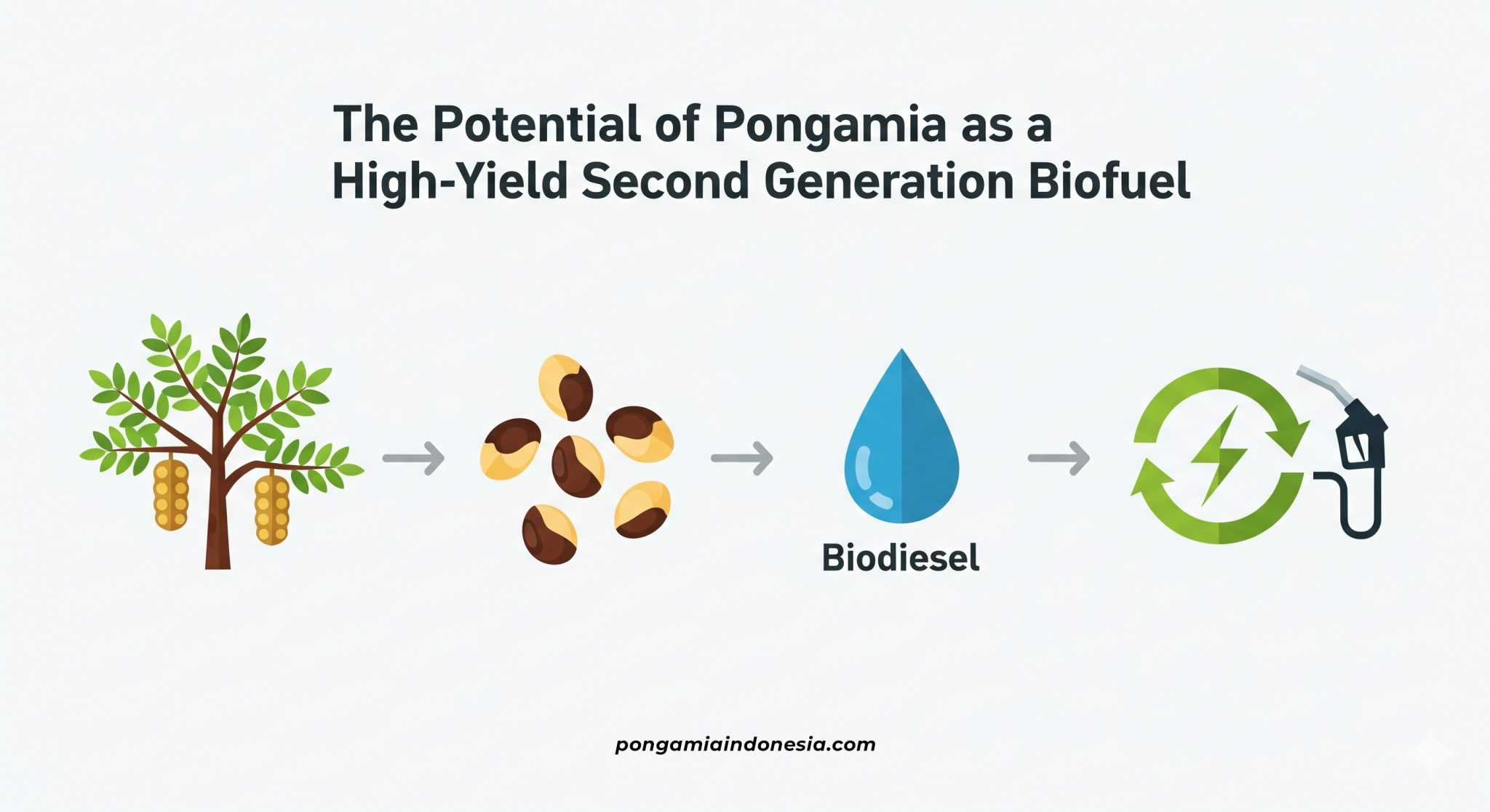 Potensi Pongamia sebagai Bahan Bakar Biofuel Generasi Kedua dengan ...